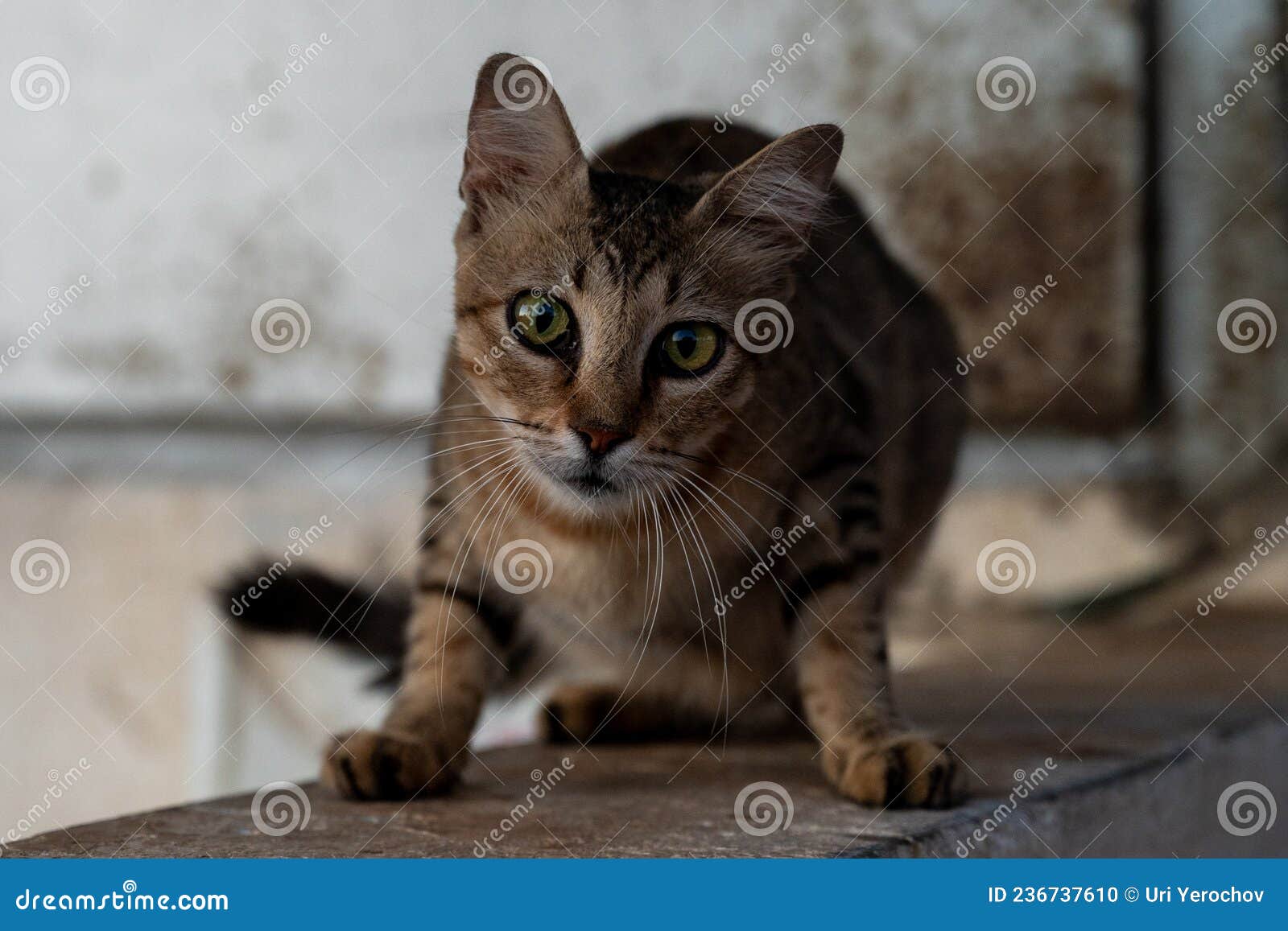 Portrait of a Scared Cat Sitting on a Concrete Parapet Stock Photo ...