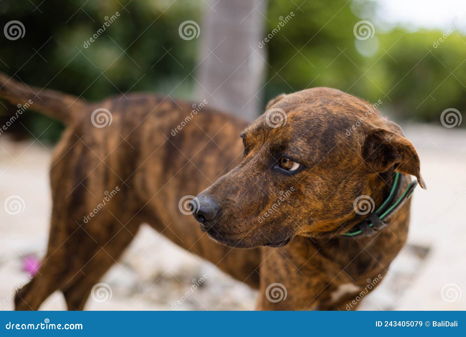 Portrait of the Scared Dog. the Dog with Drooping Ears. Stock Image ...
