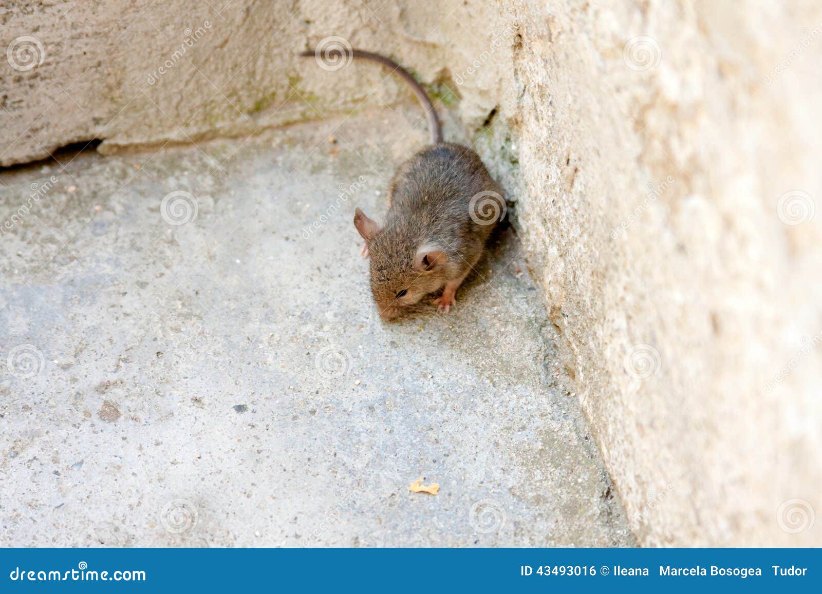 Portrait of a scared mouse stock photo. Image of mammal - 43493016
