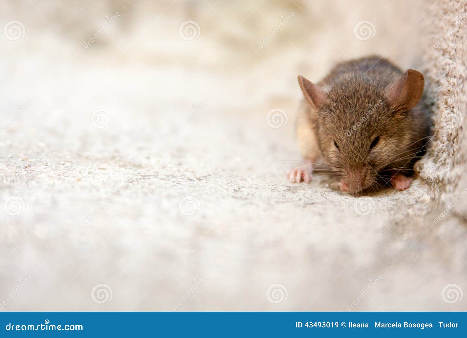 Portrait of a scared mouse stock image. Image of looking - 43493019