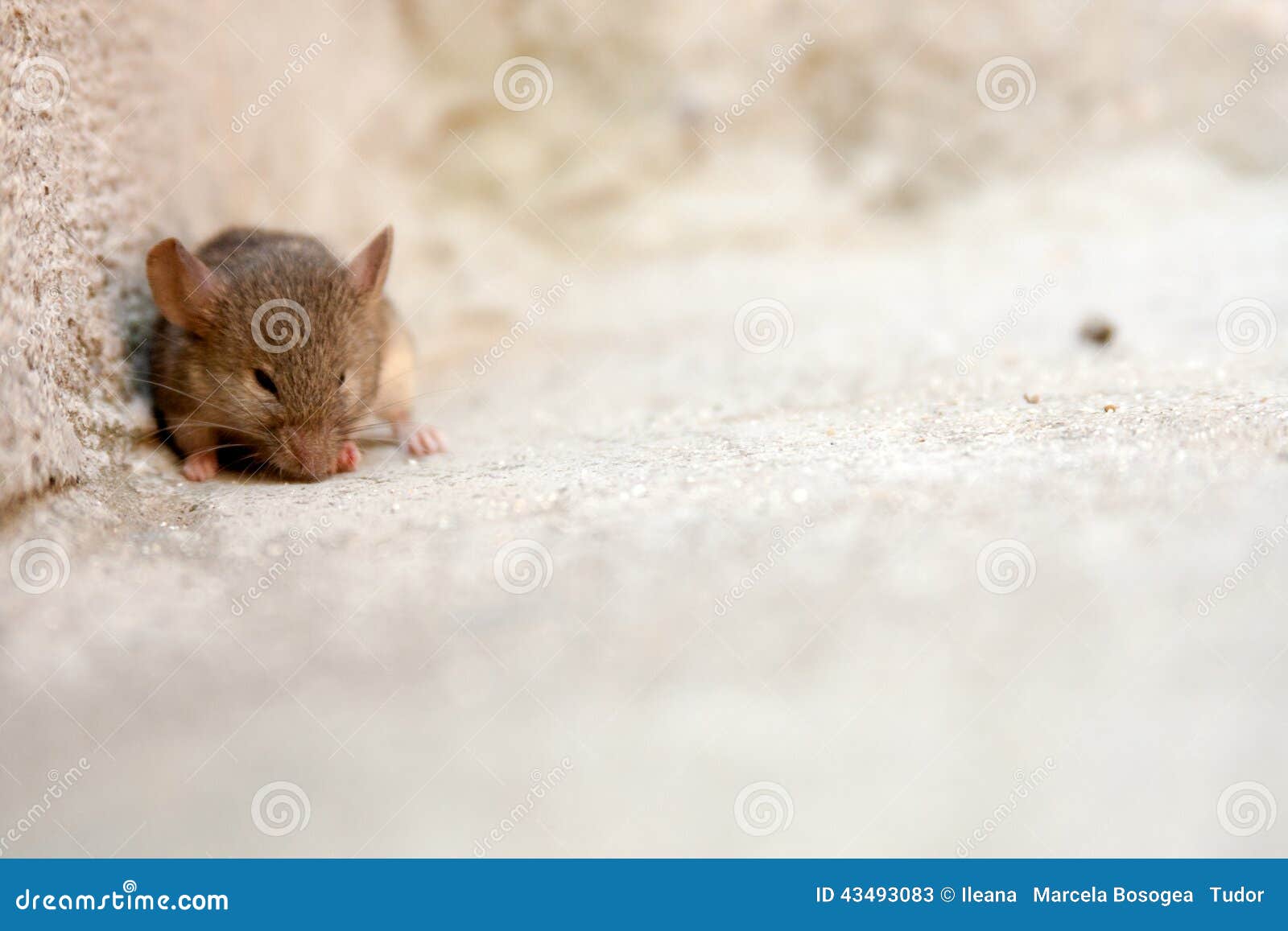 Portrait of a scared mouse stock image. Image of brown - 43493083
