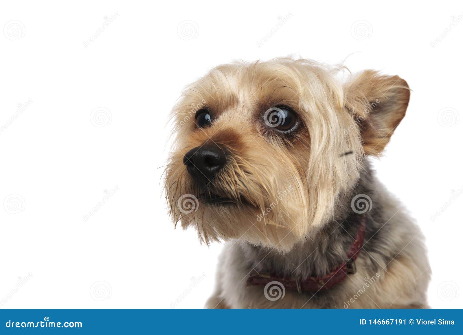 Portrait of a Scared Yorkshire Terrier Stock Image - Image of black ...