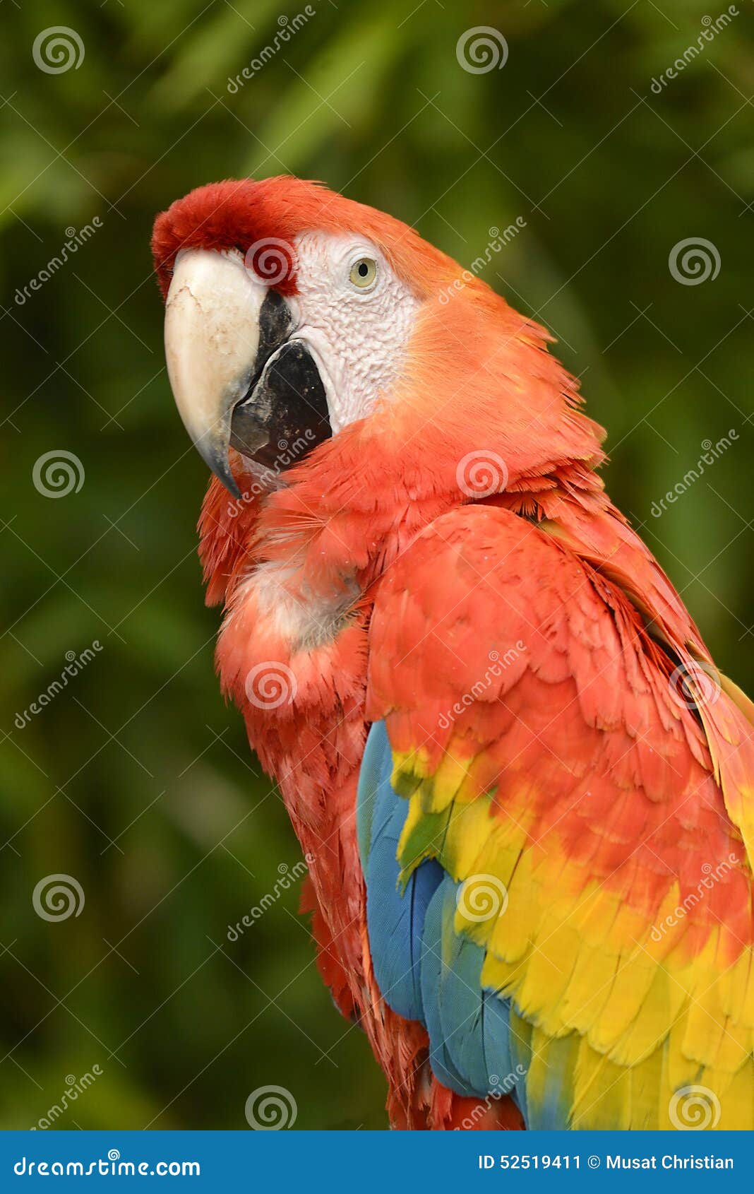 Portrait Of A Scarlet Macaw. Endangered Birds Royalty-Free Stock Image ...
