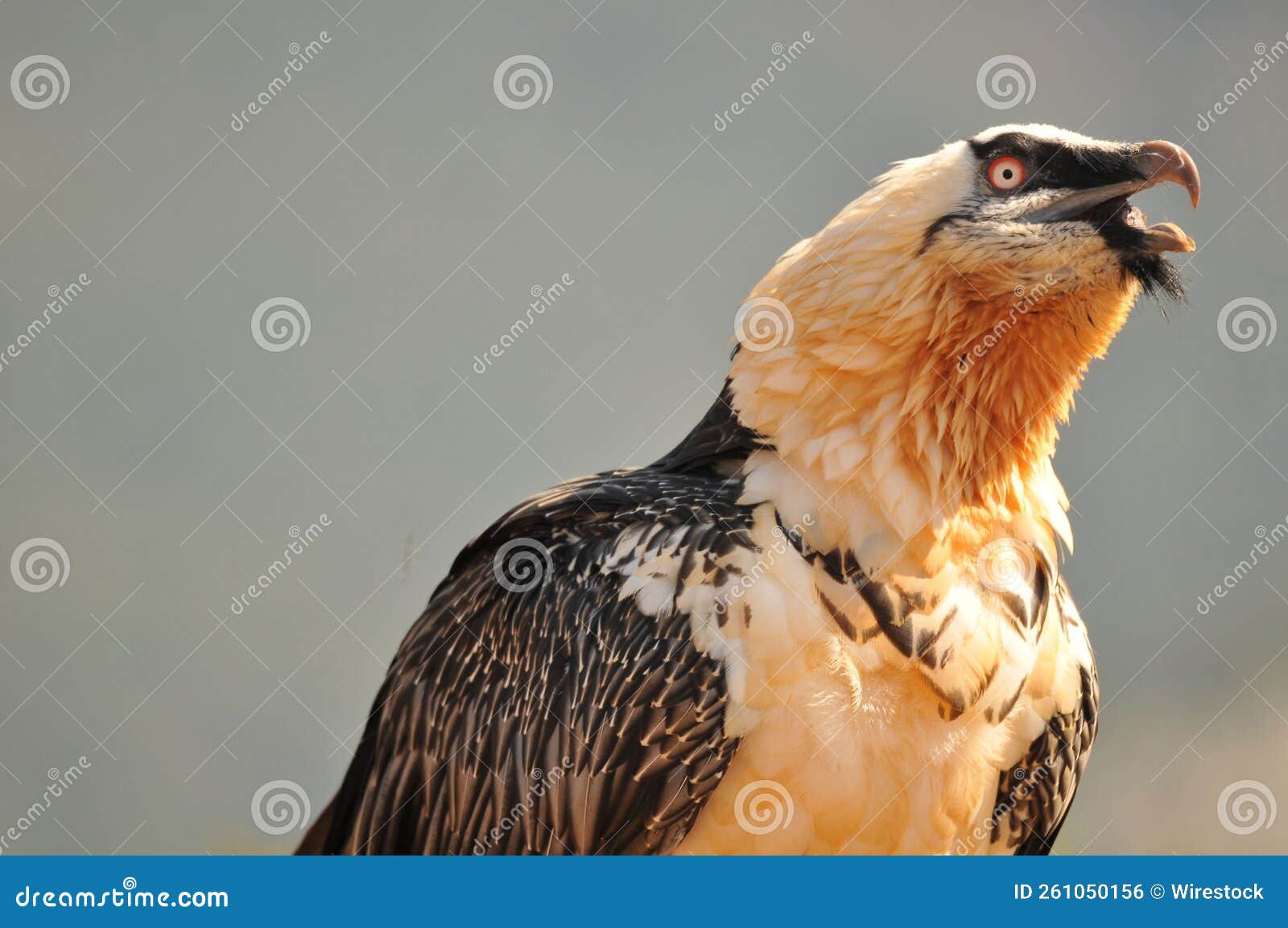 Portrait of a Scary Screaming Bearded Vulture Bird Stock Photo - Image ...