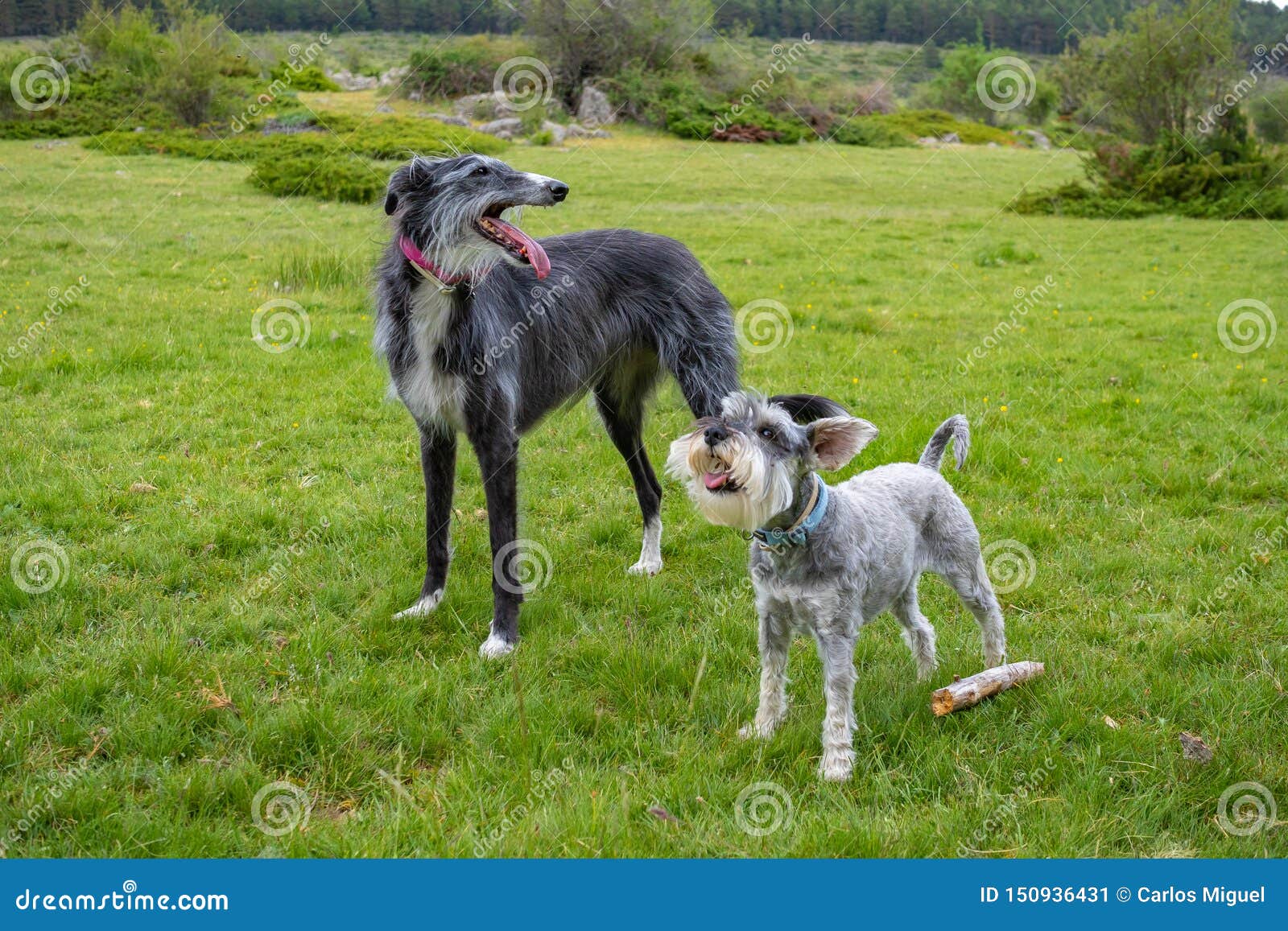 Miniature Greyhound Rescue In Grass Stock Photo | CartoonDealer.com ...