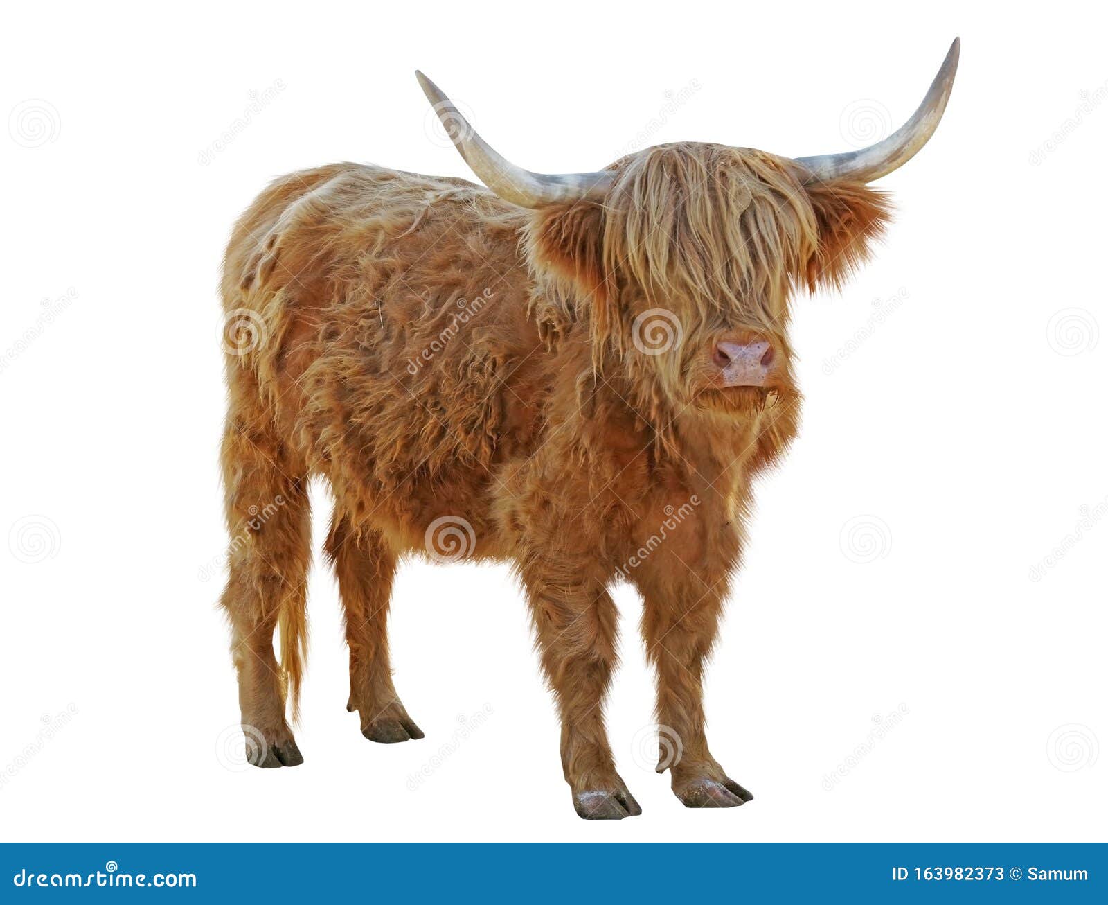 Portrait of Scotish Highland Cattle on White Stock Image - Image of ...