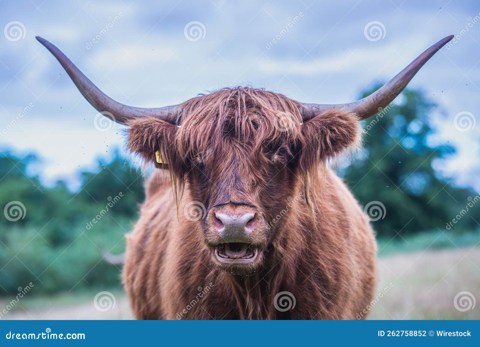 Portrait of a Scottish Highland Cow on Pasture Stock Photo - Image of ...
