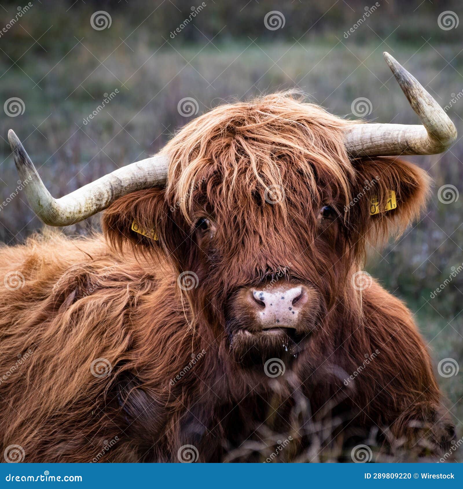 Portrait of a Scottish Highlander Standing in a Grassy Field. Stock ...