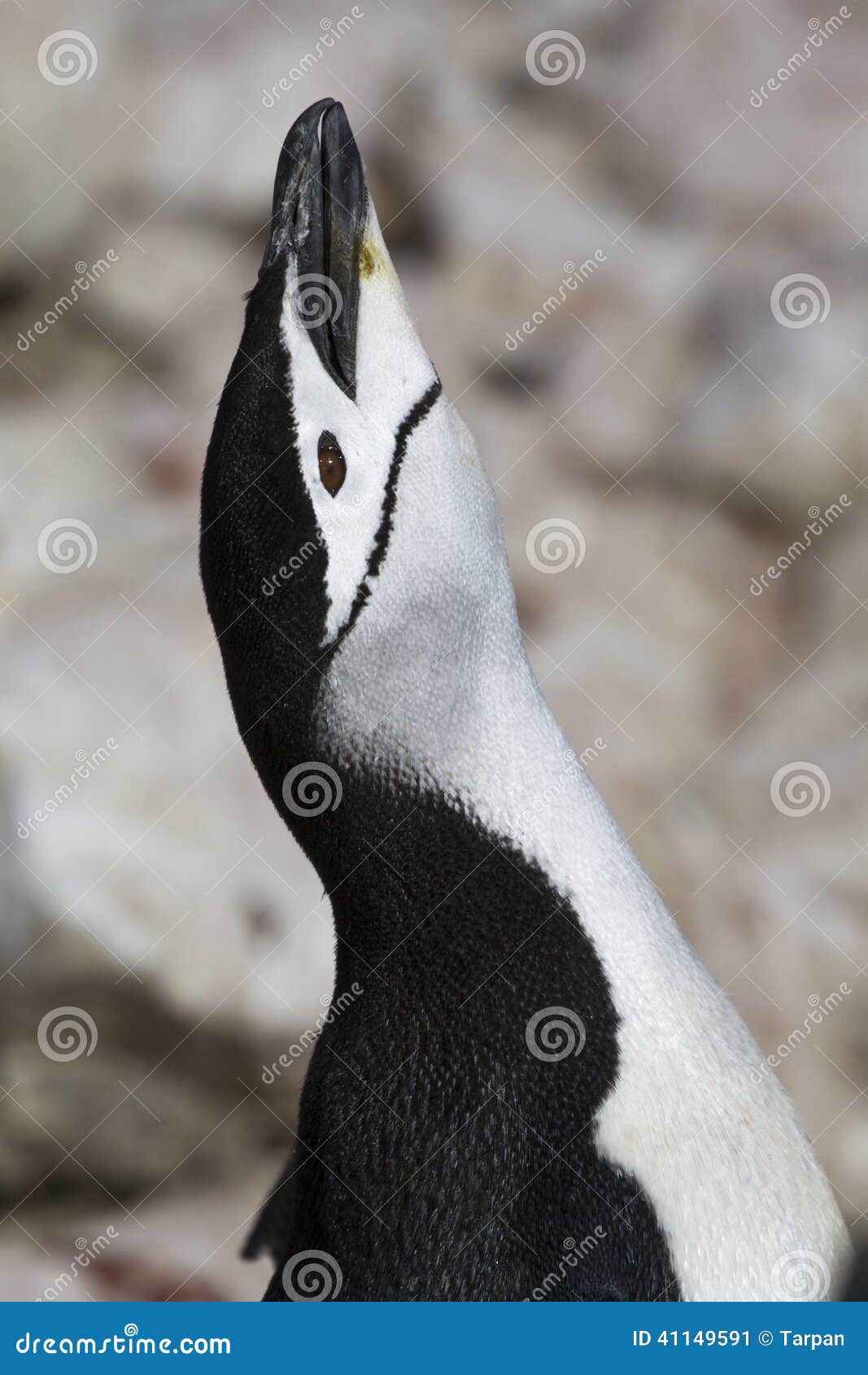 Portrait of a Screaming Antarctic Penguin 1 Stock Image - Image of ...
