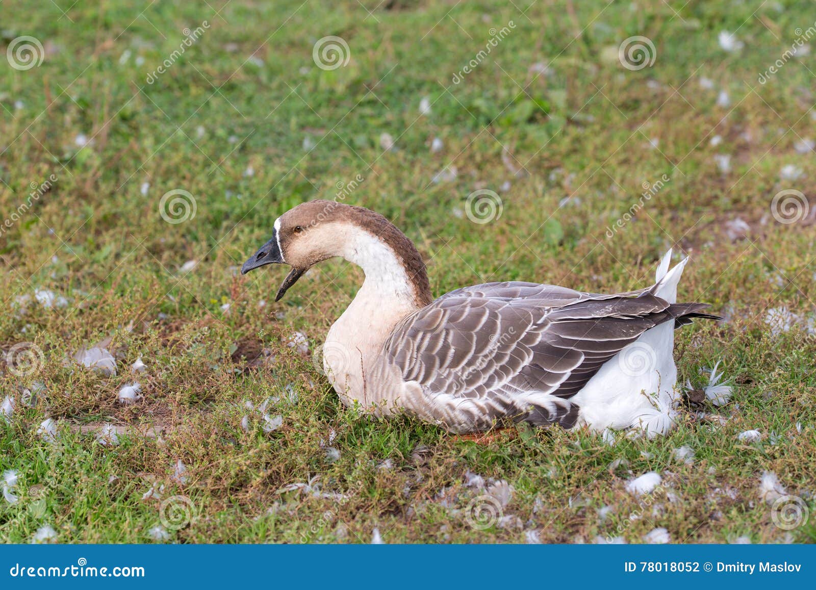 Portrait screaming goose stock photo. Image of feather - 78018052