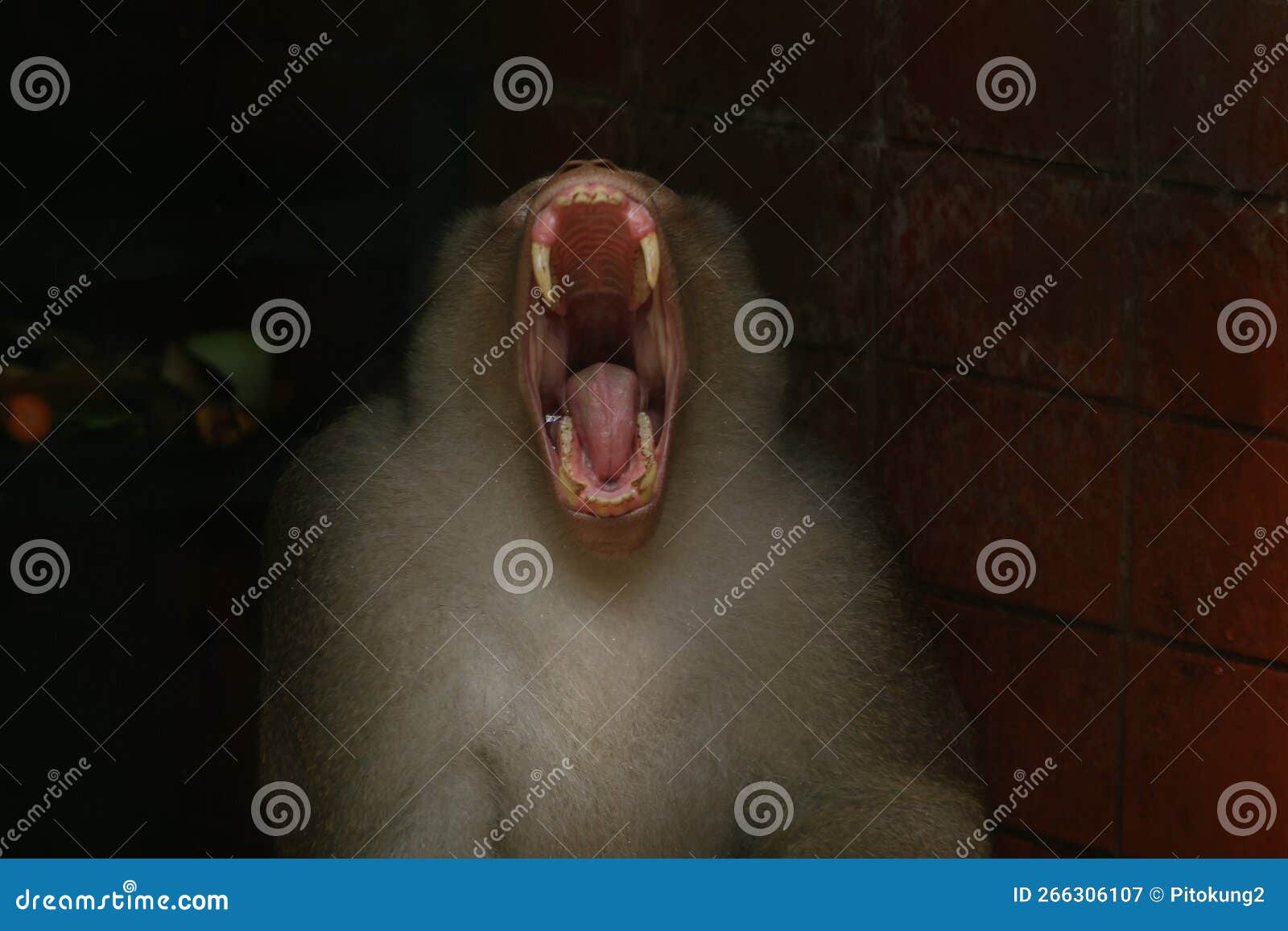 Portrait of a Screaming Monkey Stock Image - Image of skin, screaming ...
