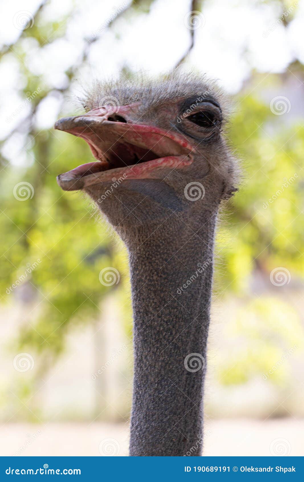Portrait of a Screaming Ostrich. Ostrich Head Close Up Stock Image ...
