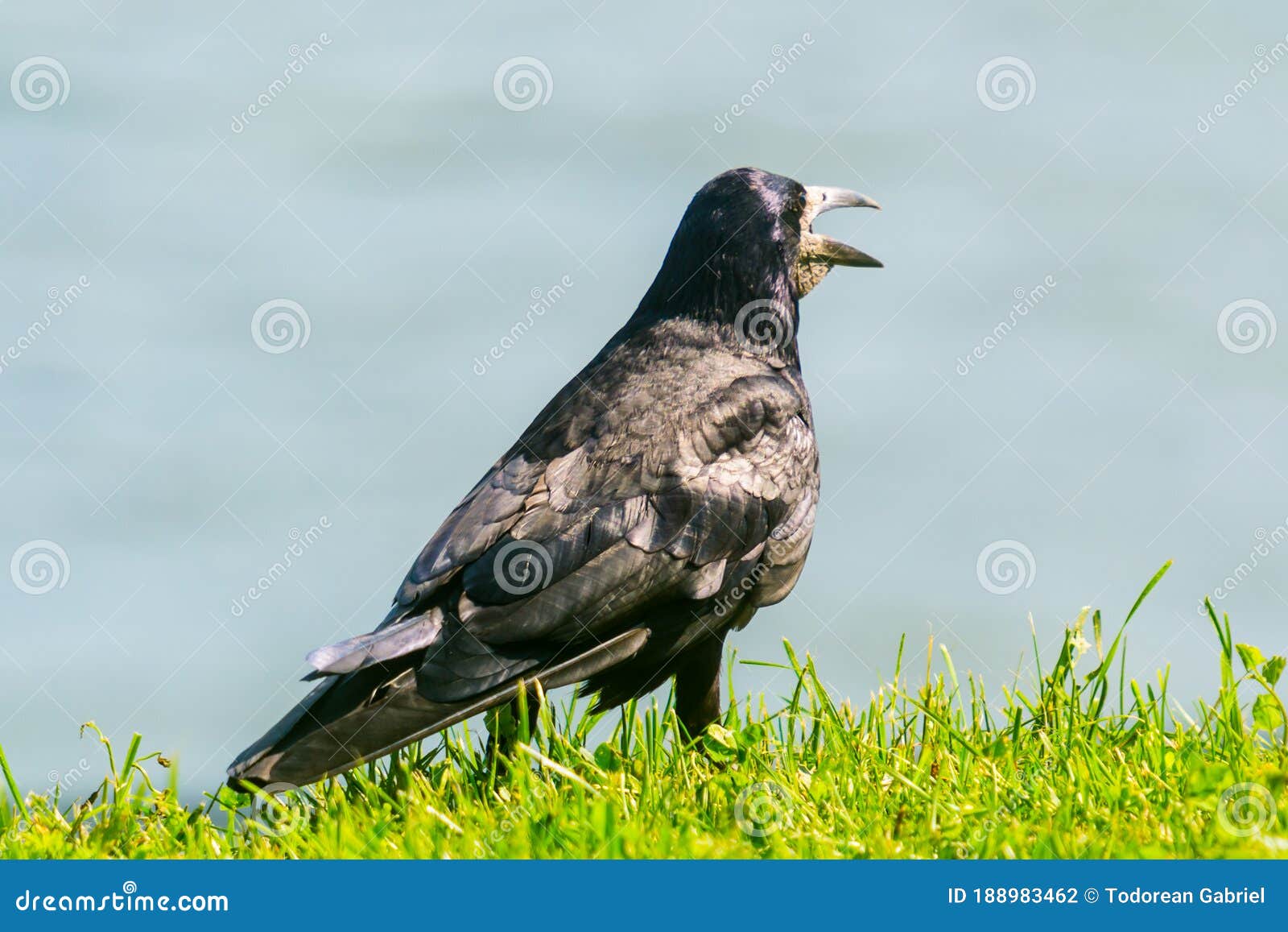 Portrait of a Screaming Raven on the Grass Stock Photo - Image of ...