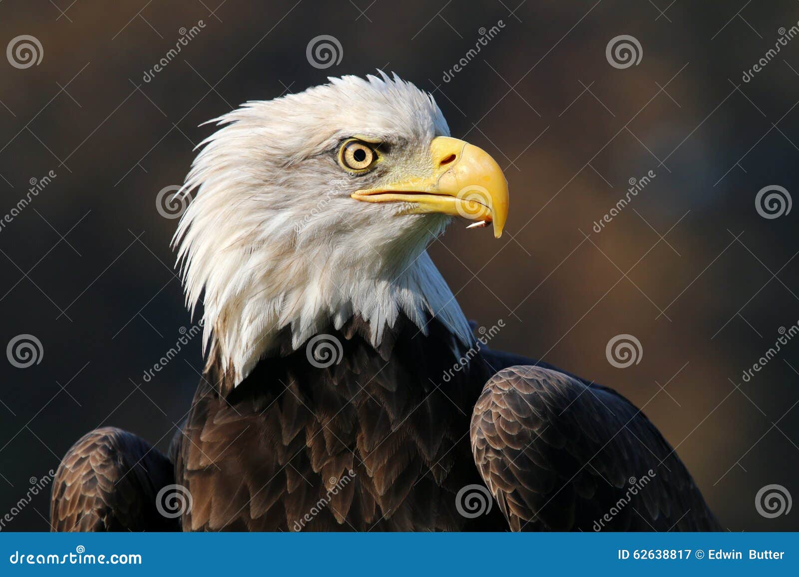 Portrait of a sea eagle stock image. Image of national - 62638817