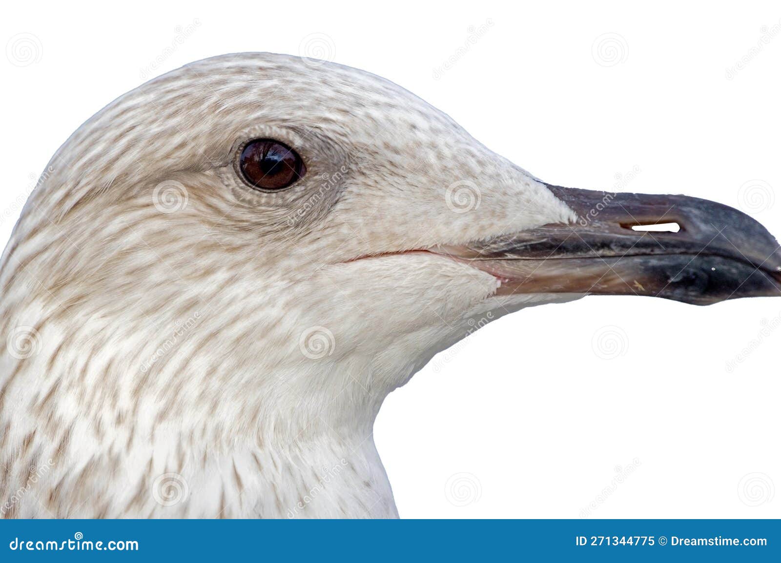 Portrait of sea gull stock image. Image of freely, naturally - 271344775