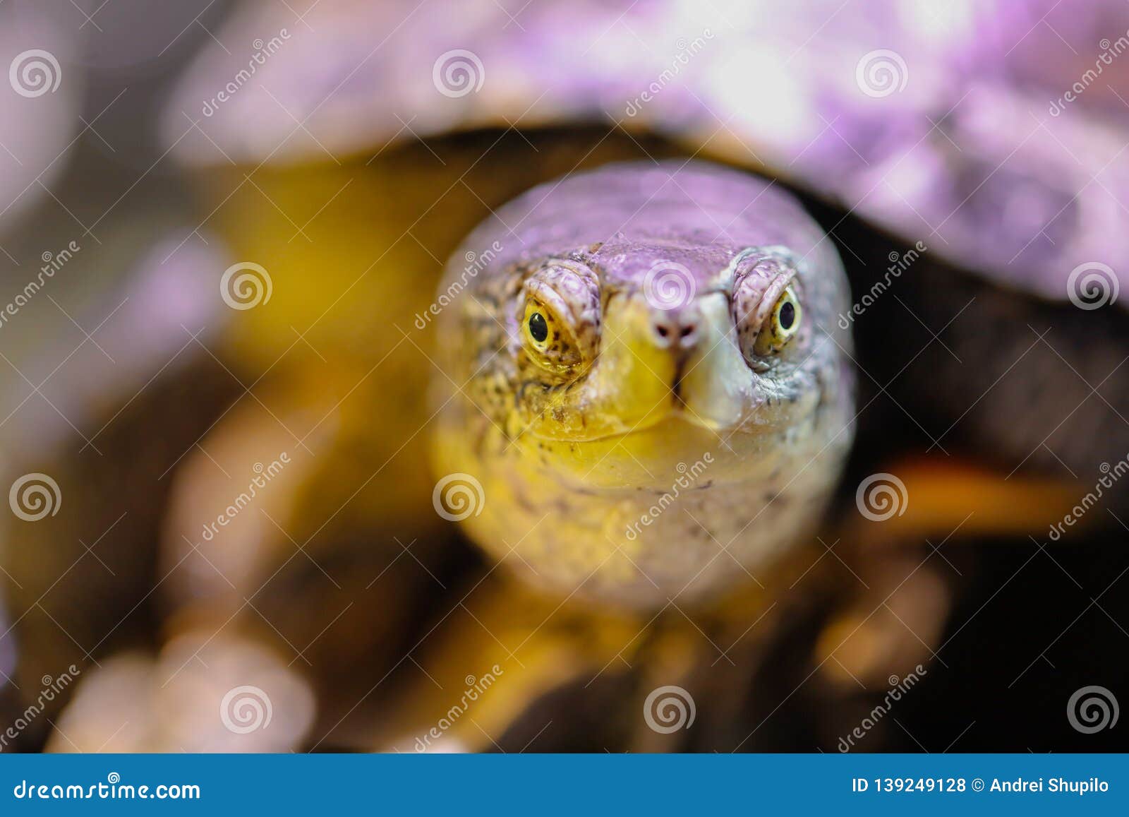 Portrait of a Sea Turtle in the Aquarium Stock Photo - Image of color ...