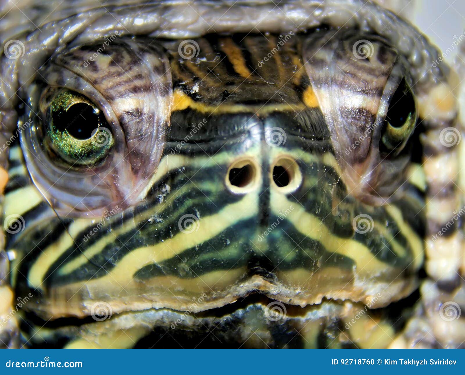 Portrait of a sea turtle stock photo. Image of nature - 92718760