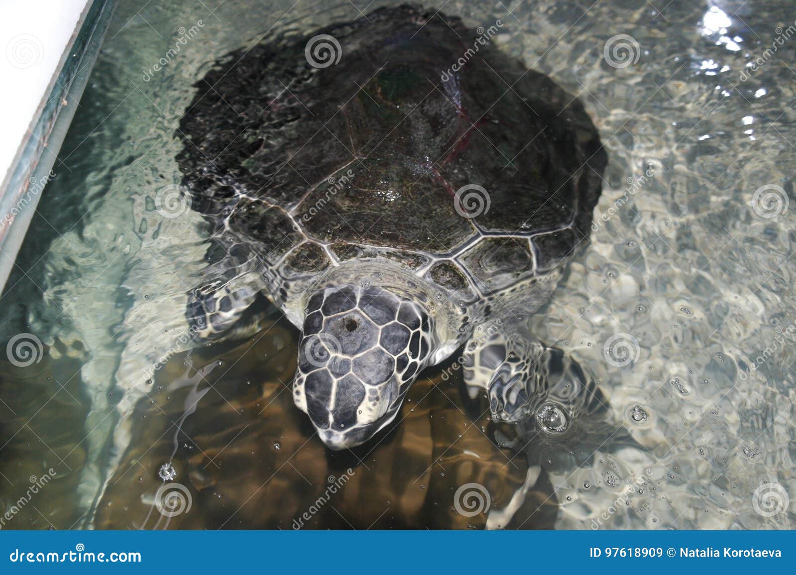 Portrait of a sea turtle stock image. Image of animal - 97618909