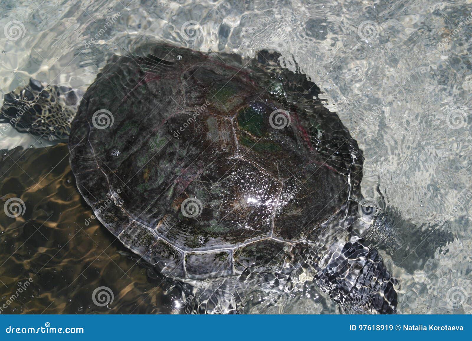 Portrait of a sea turtle stock image. Image of animal - 97618919