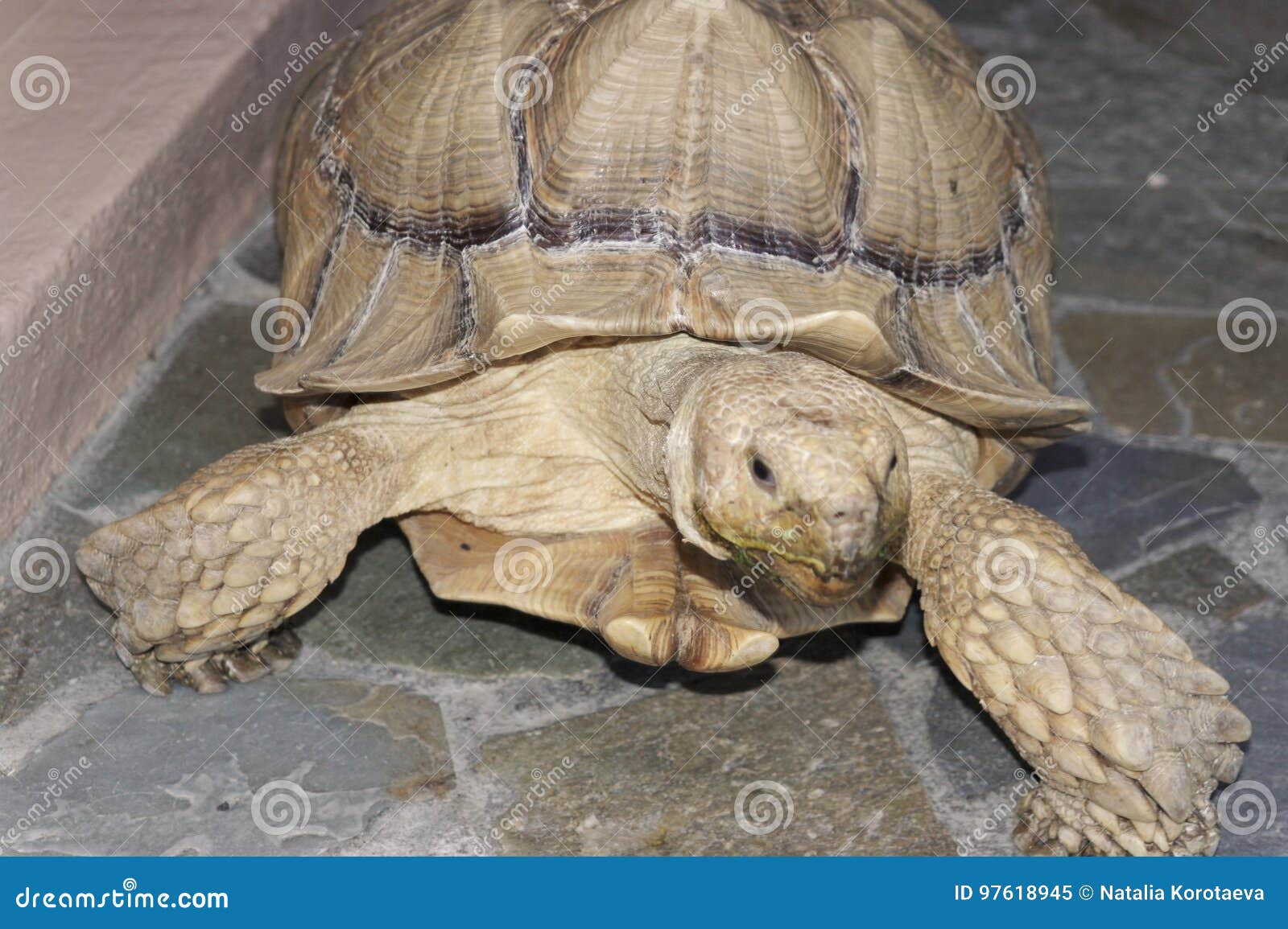 Portrait of a sea turtle stock image. Image of animal - 97618945