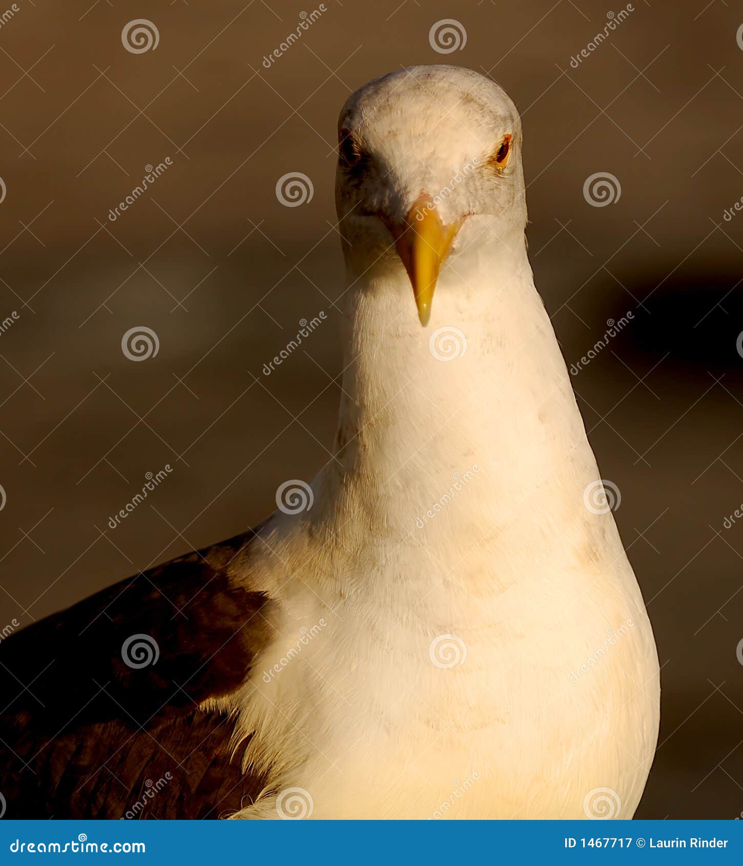 Portrait of a Seagull stock image. Image of details, flight - 1467717