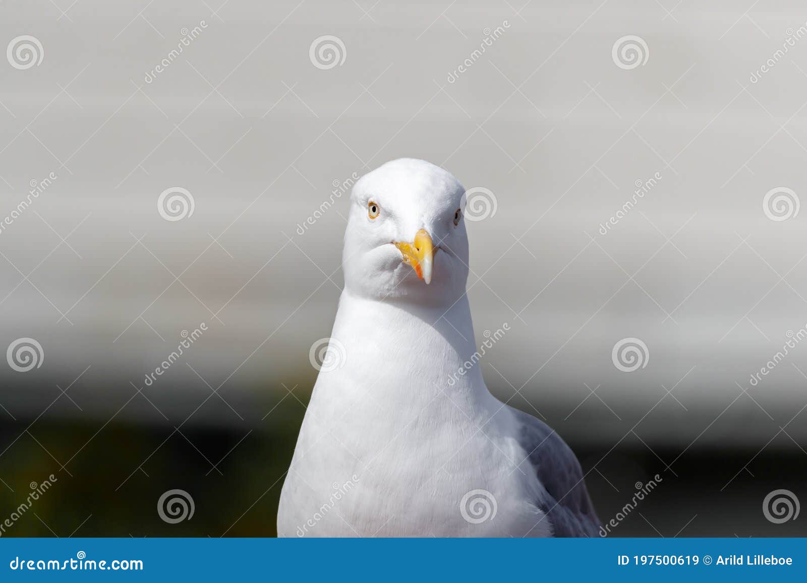 Portrait of a Seagull Bird in Front Stock Image - Image of gull, alive ...