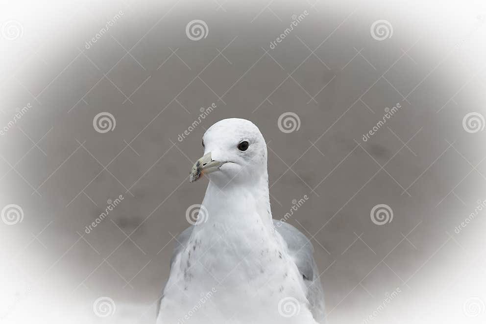 Portrait of a Seagull with a Dark Eye. Sharpness on Eyes Stock Image ...