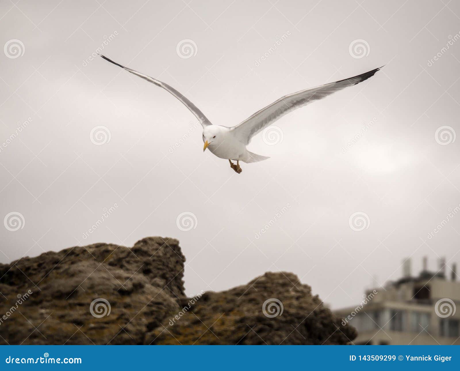 Portrait of Seagull Flying and Looking Towards the Camera Stock Image ...