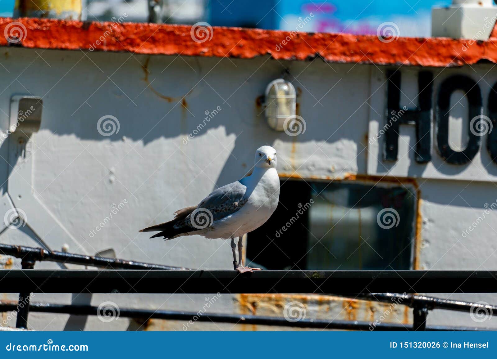 Potrait of a Seagull on an Old Rusty Ship Stock Photo - Image of life ...