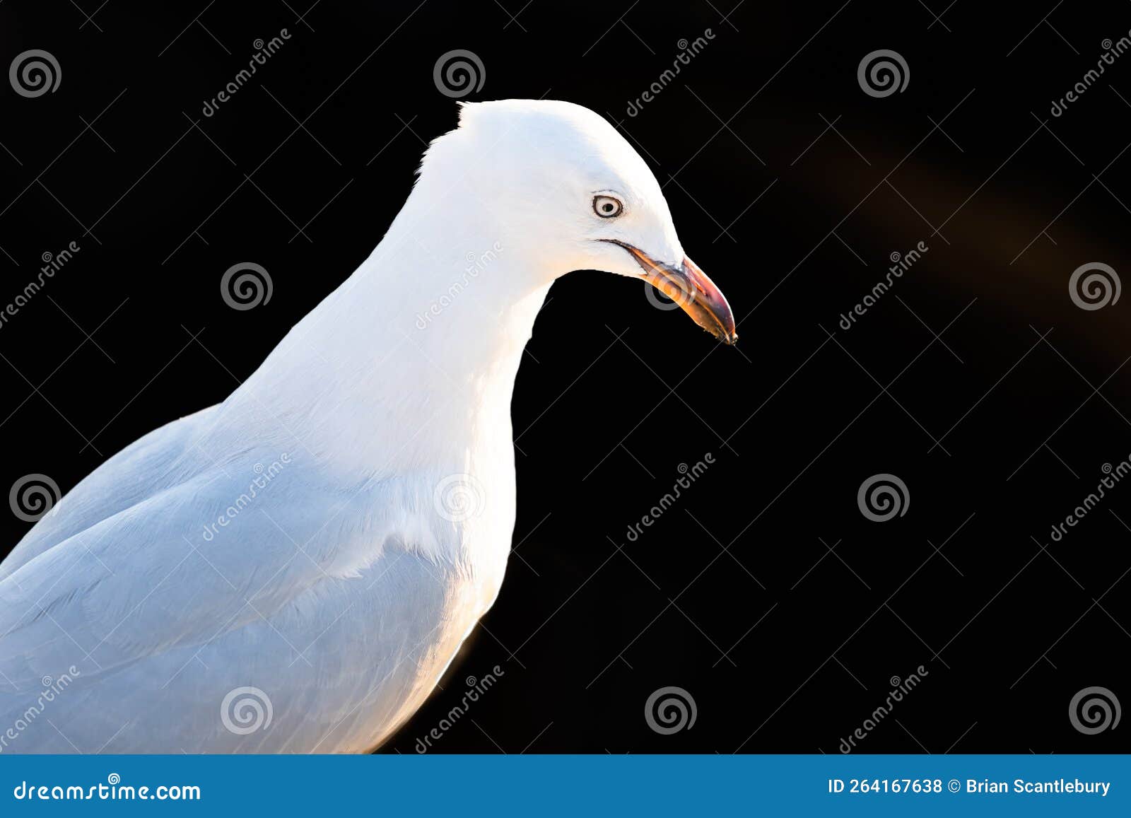 Portrait of Seagull in Profile Isolated on Black Stock Photo - Image of ...