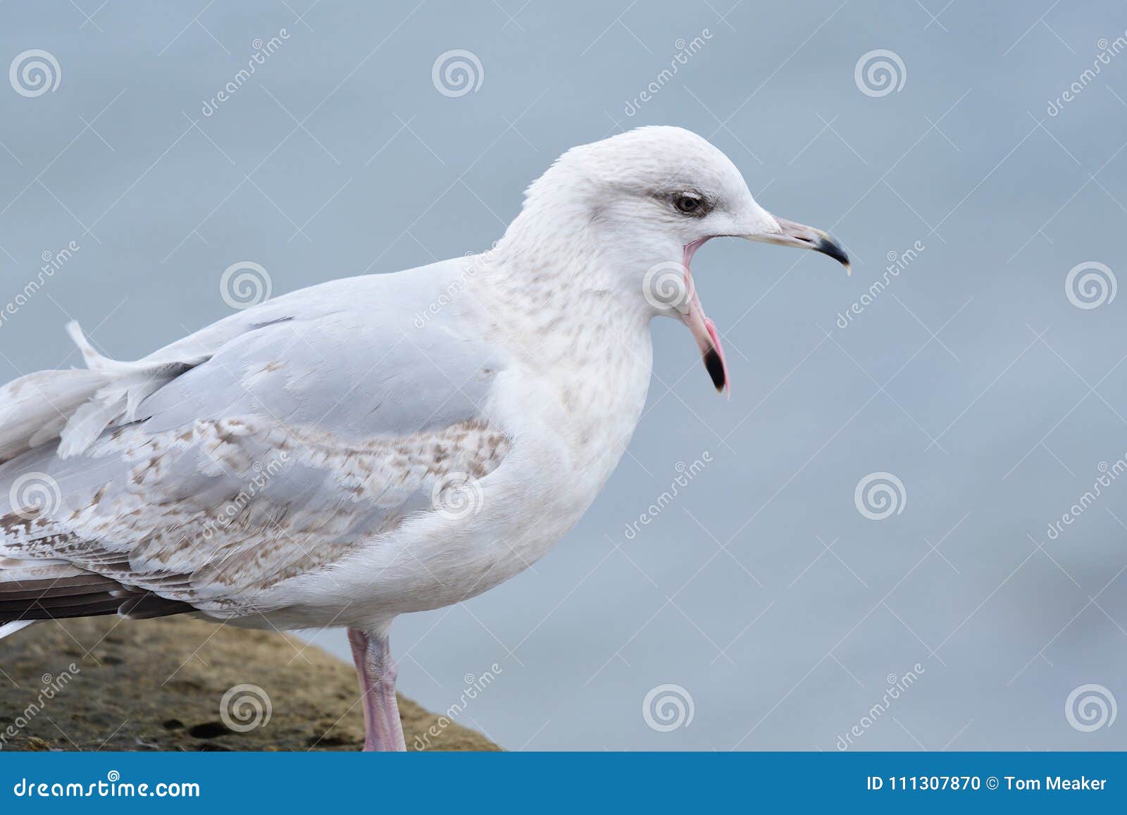 Squawking seagull stock photo. Image of seaside, portrait - 111307870
