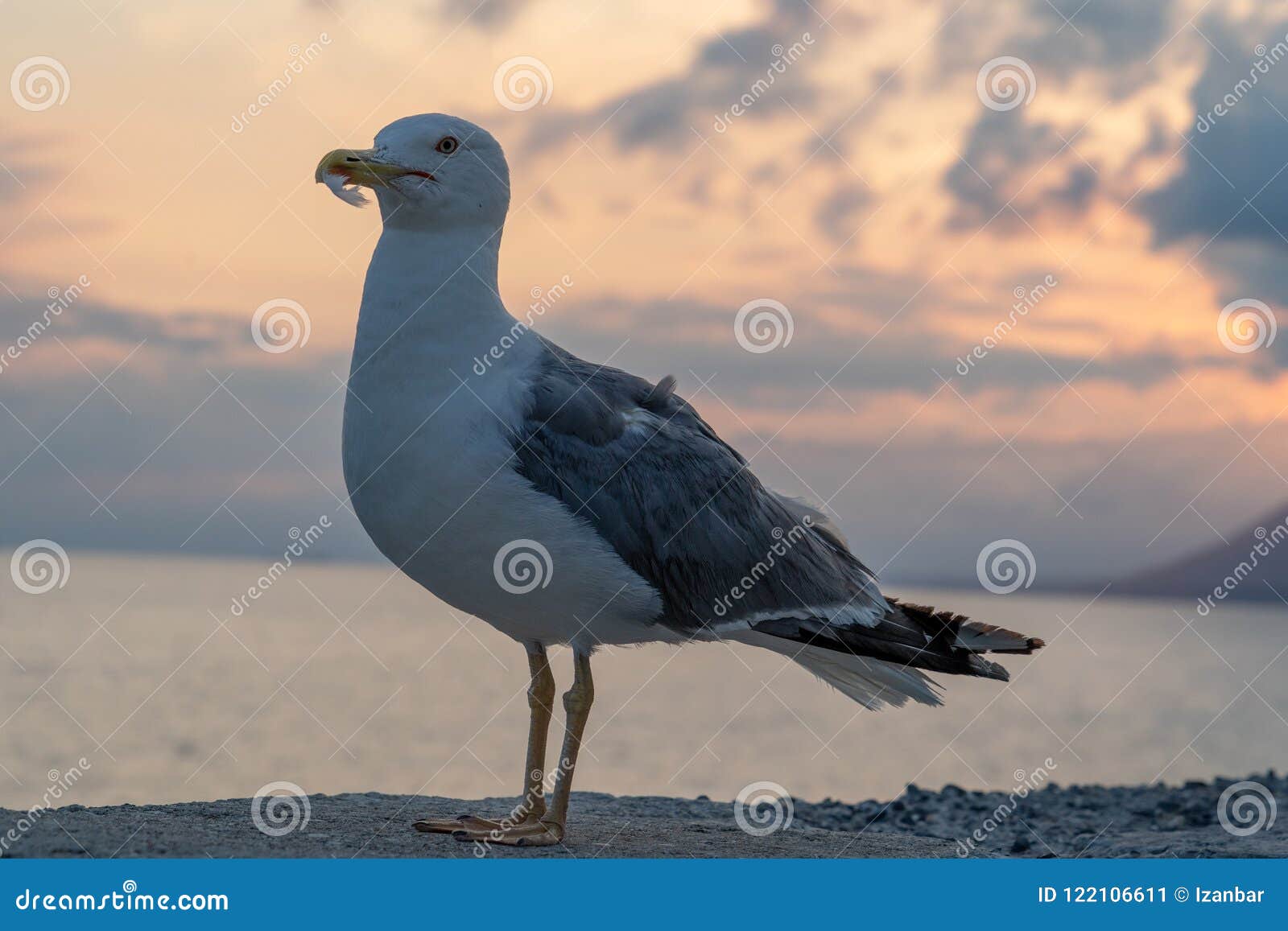 Seagull at red sunset stock image. Image of ocean, gull - 122106611