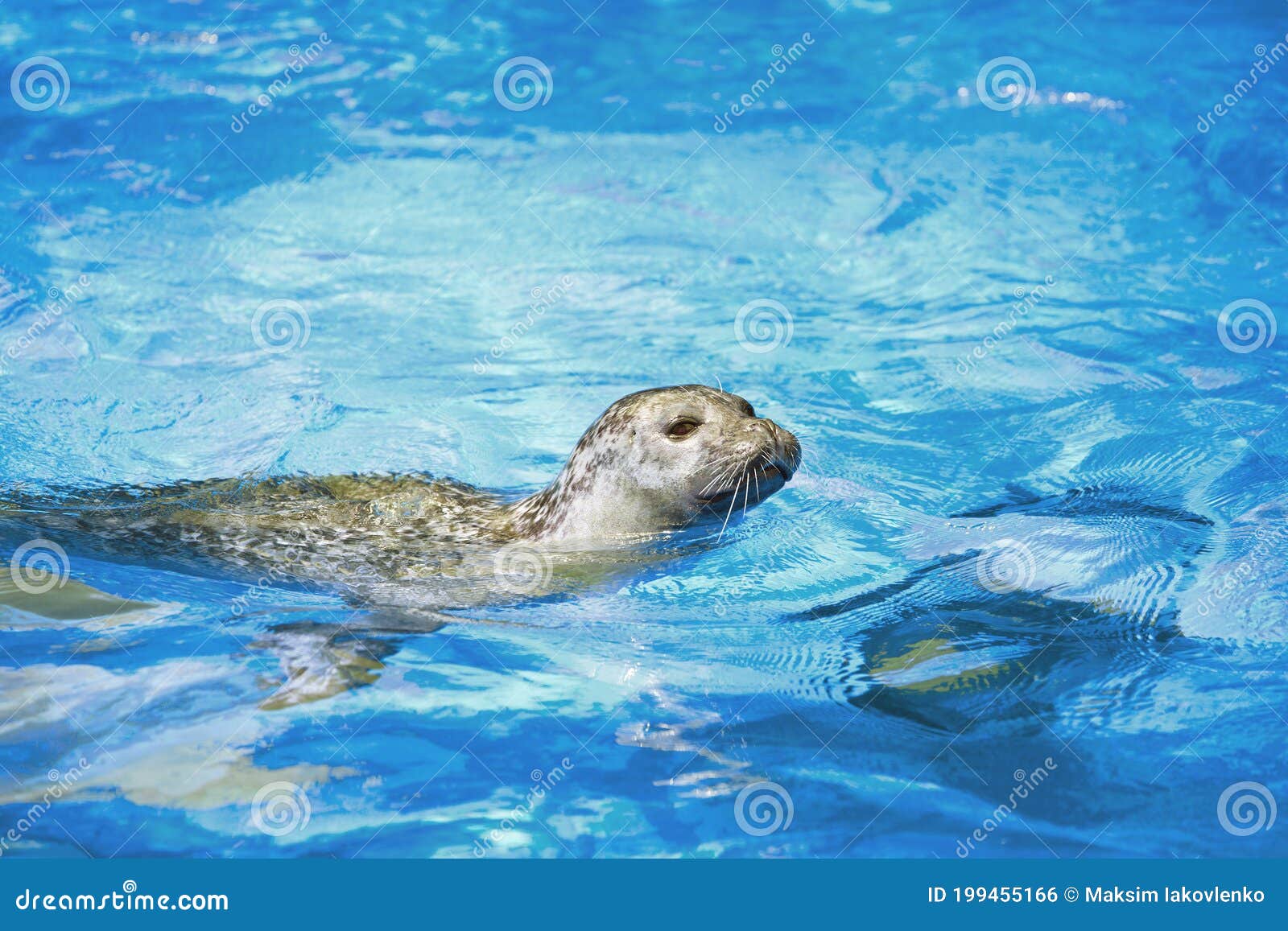 Portrait of a Seal Floating in Blue Water Stock Photo - Image of eyes ...