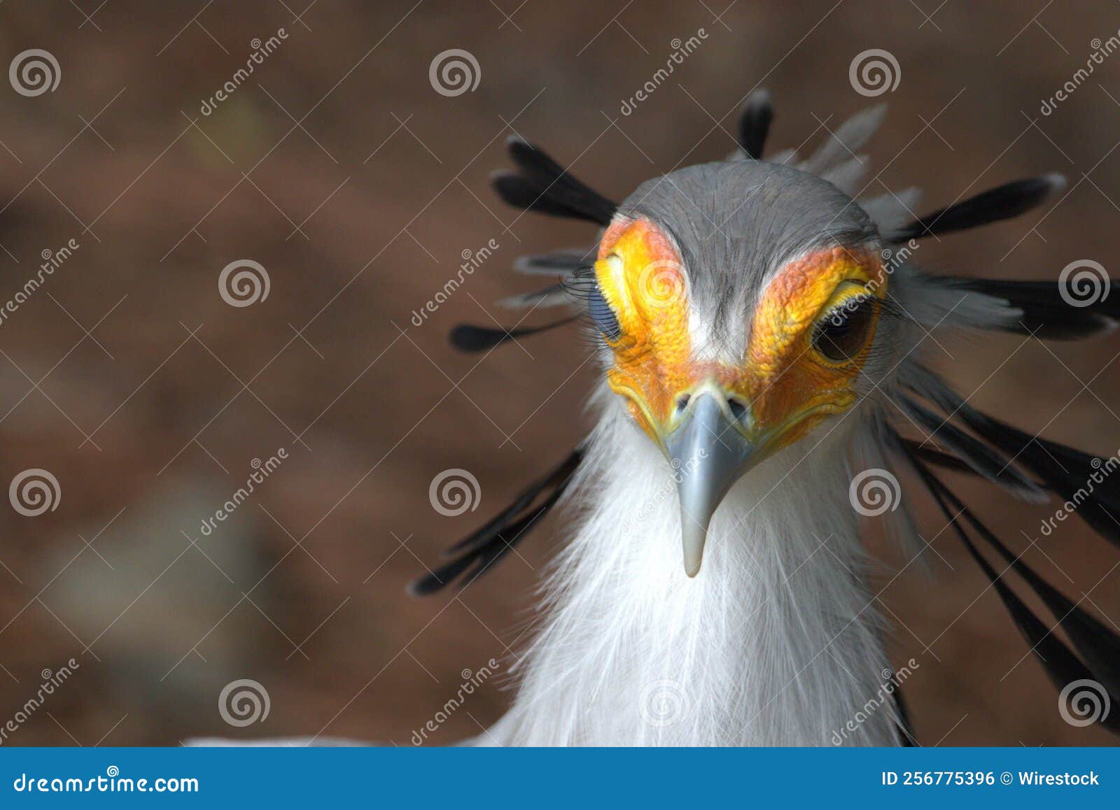 Portrait of the Secretary Bird in Africa. Stock Photo - Image of grey ... Portrait of the Secretary Bird in Africa. Stock Photo - Image of grey ...