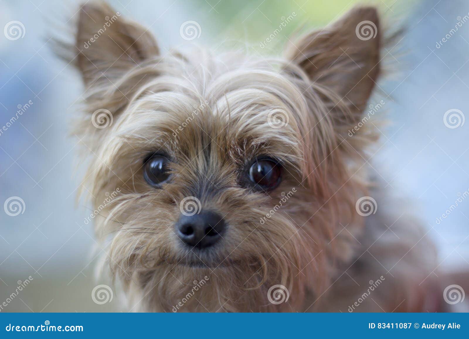 Portrait of a senior dog stock image. Image of terrier - 83411087