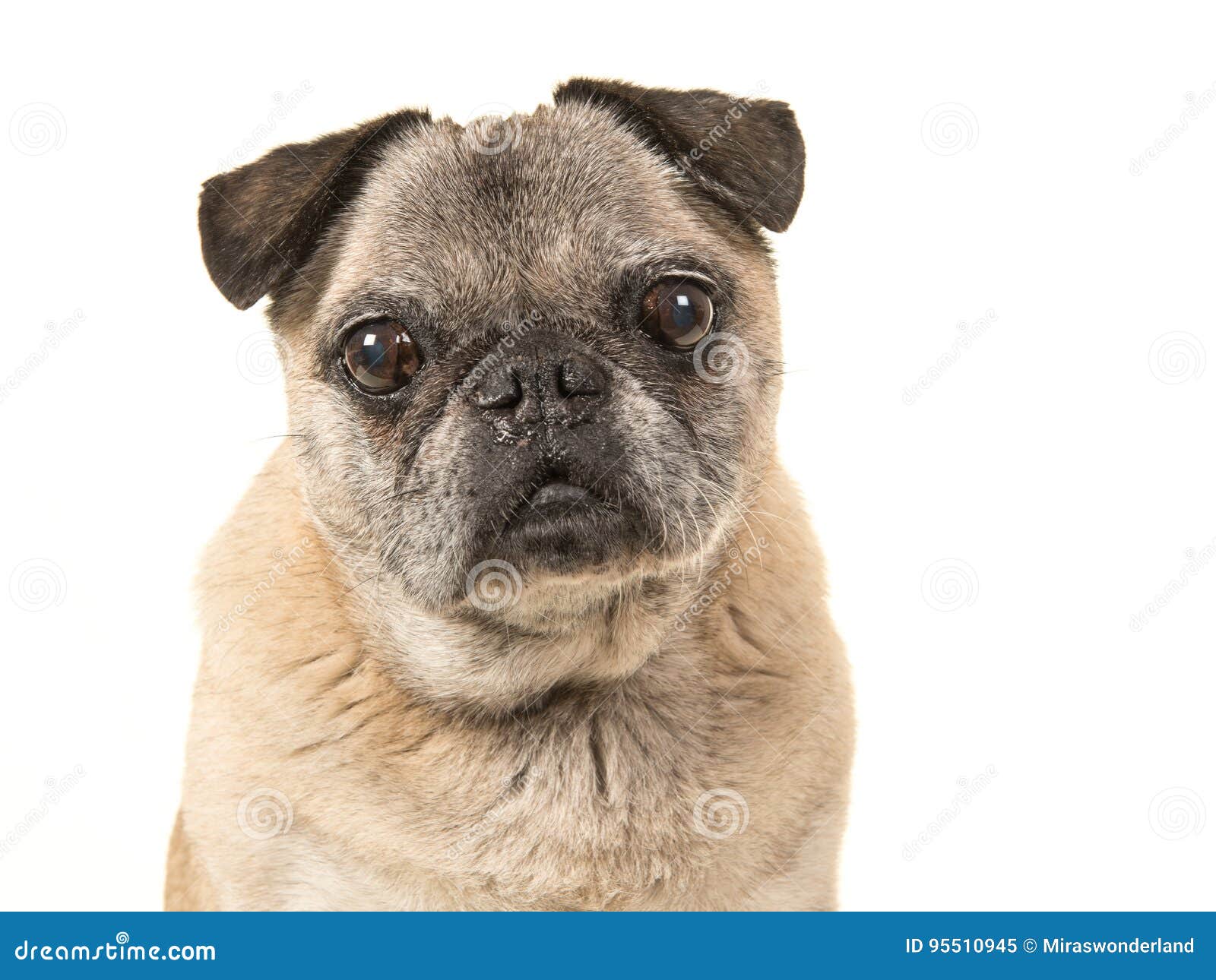 Portrait of a Senior Dog Pug Facing the Camera and Tilting Its Head ...