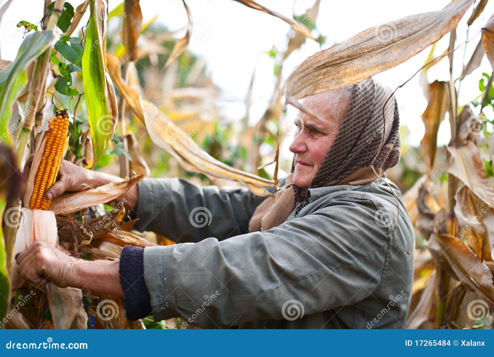 Portrait of a Senior Woman Harvesting Corn Stock Photo - Image of ...