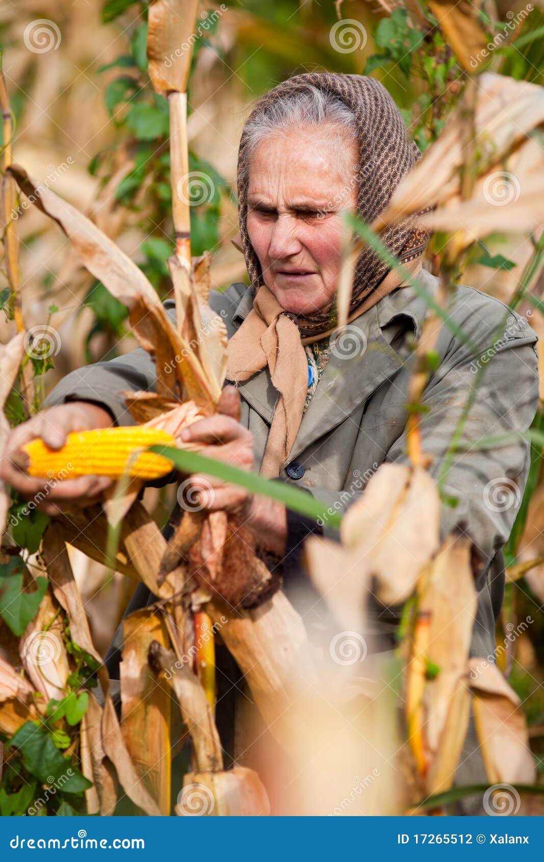 Portrait of a Senior Woman Harvesting Corn Stock Photo - Image of ...