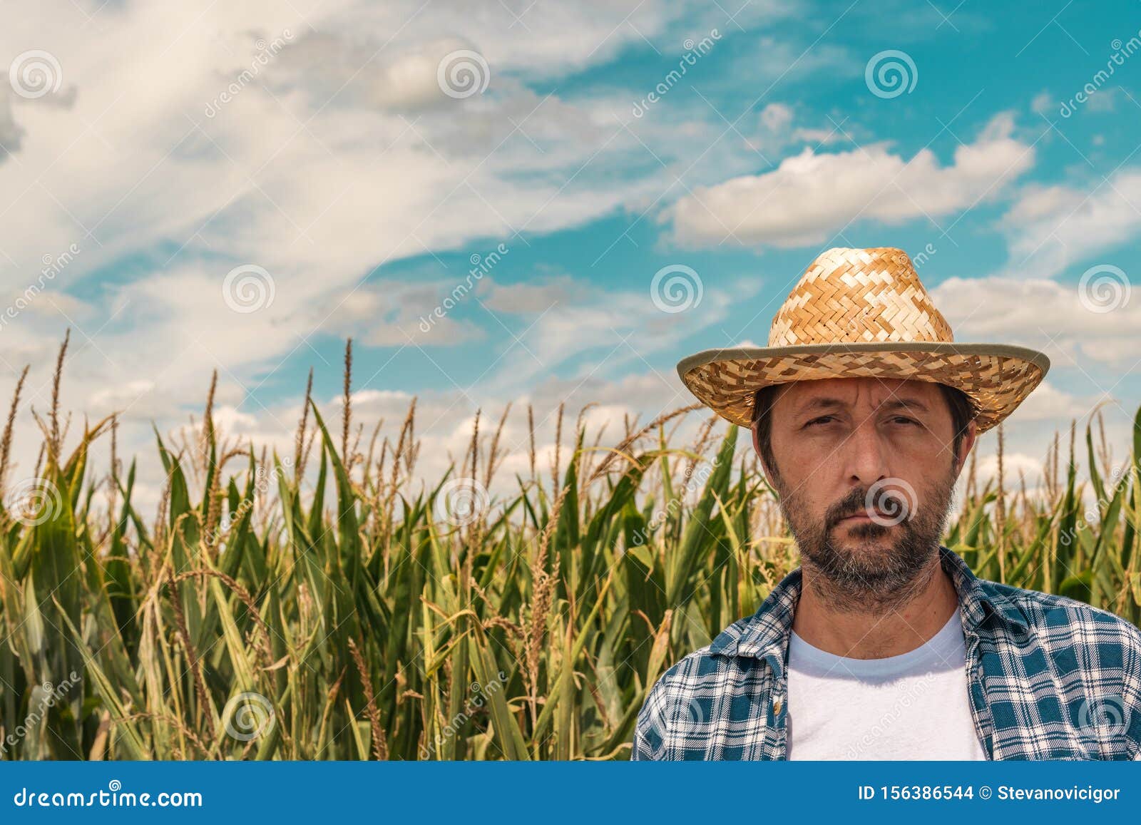 Portrait of Serious Agronomist in Corn Maize Field Stock Photo - Image ...