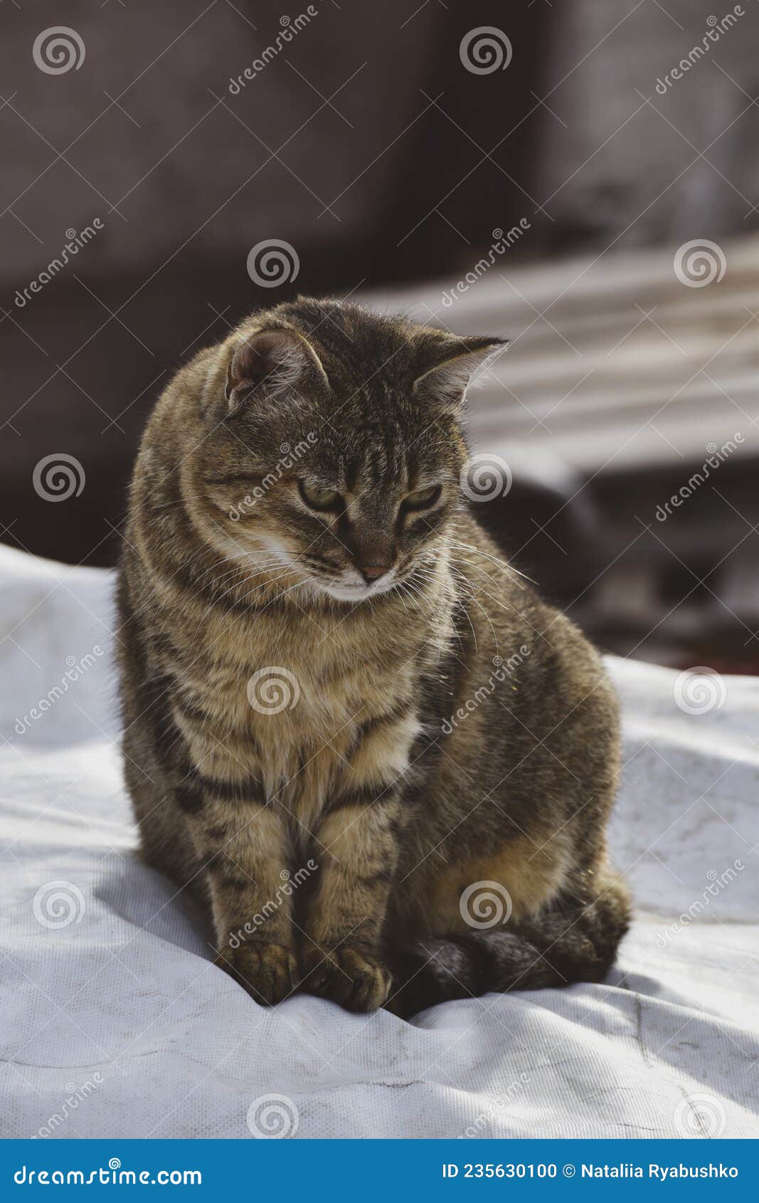 Portrait of a Serious Cat Looking Down Stock Photo - Image of putting ...
