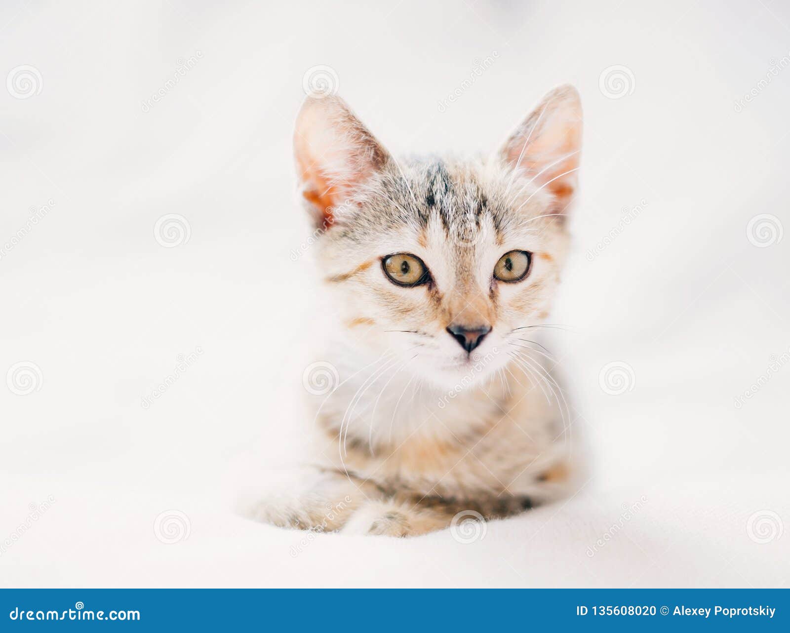 Portrait of Serious Kitten. Stock Photo - Image of domestic, young ...