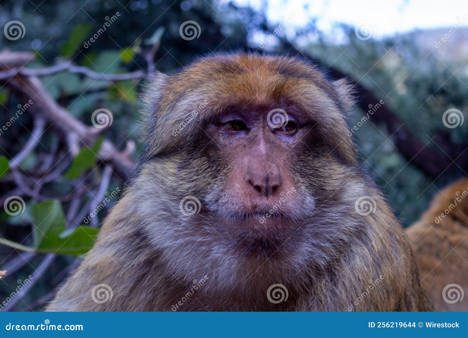 Portrait of a Serious Proboscis Monkey (Nasalis Larvatus) Looking Aside ...
