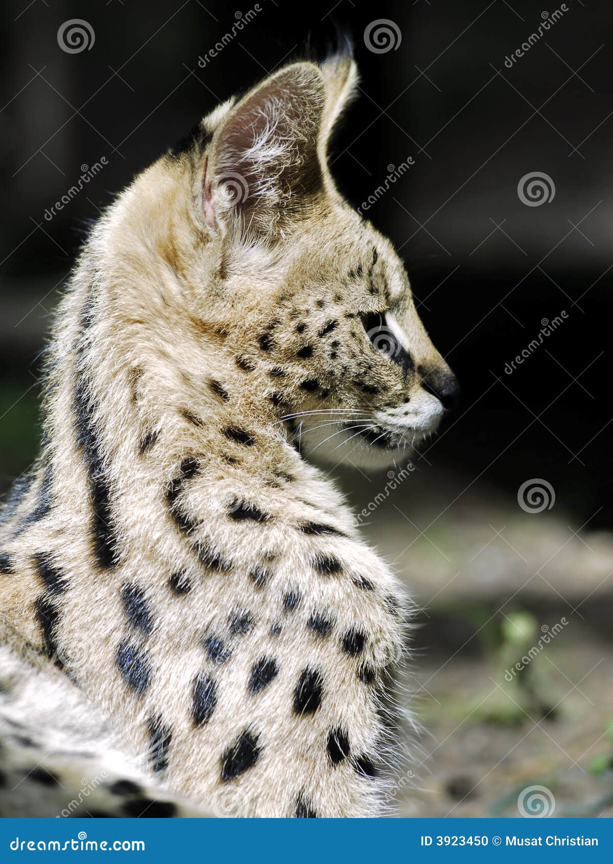 Portrait of serval stock photo. Image of feline, hair - 3923450