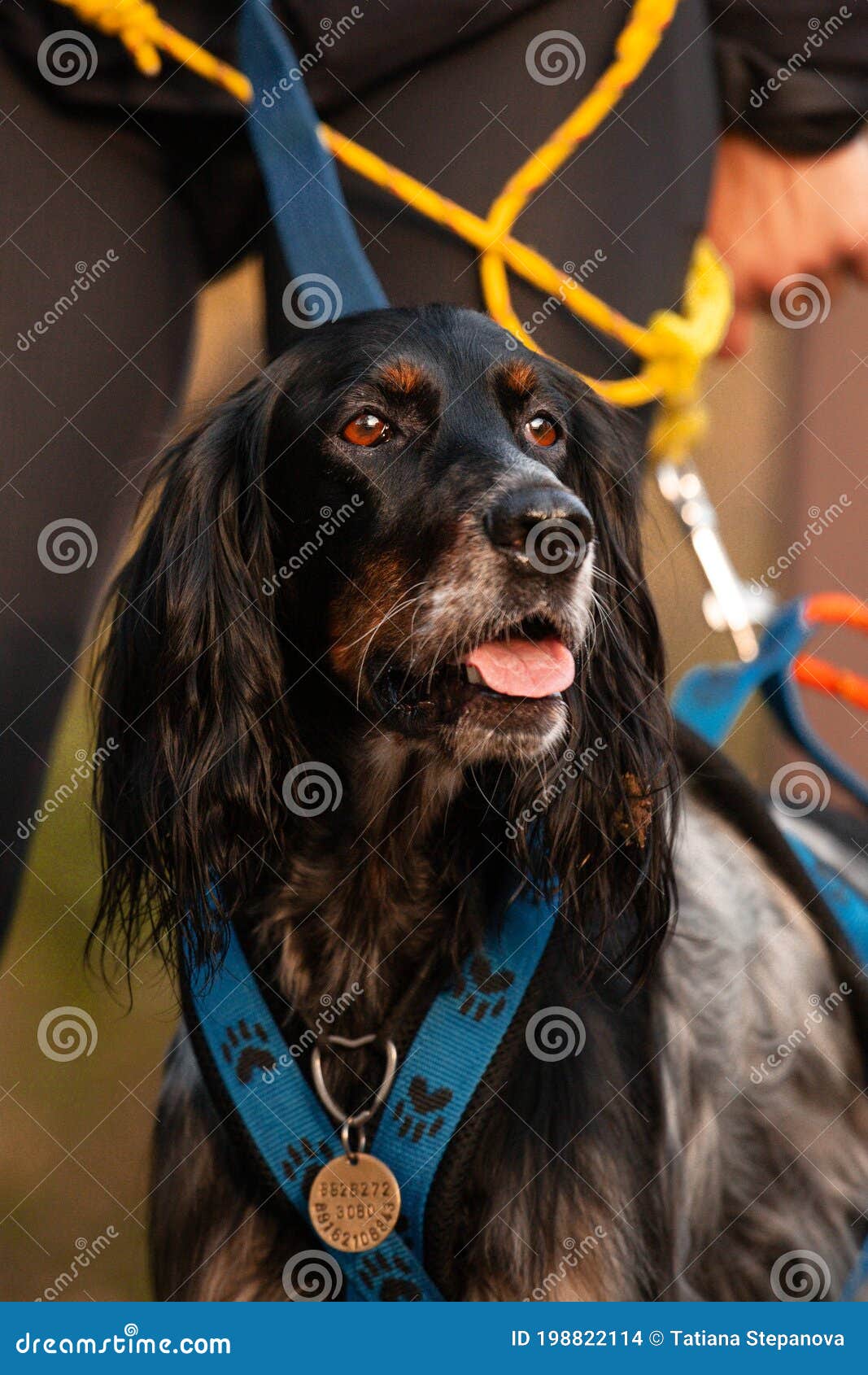 Portrait Setter Dog Looking into the Distance Editorial Stock Image ...