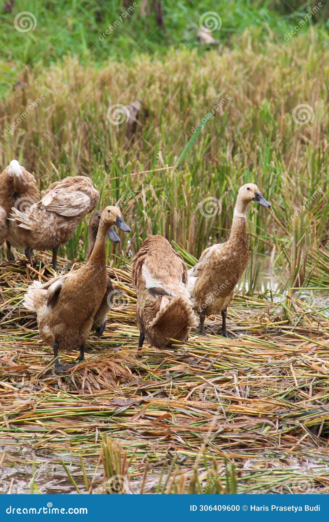 Portrait of Several Ducks Standing. Stock Photo - Image of scene, wild ...