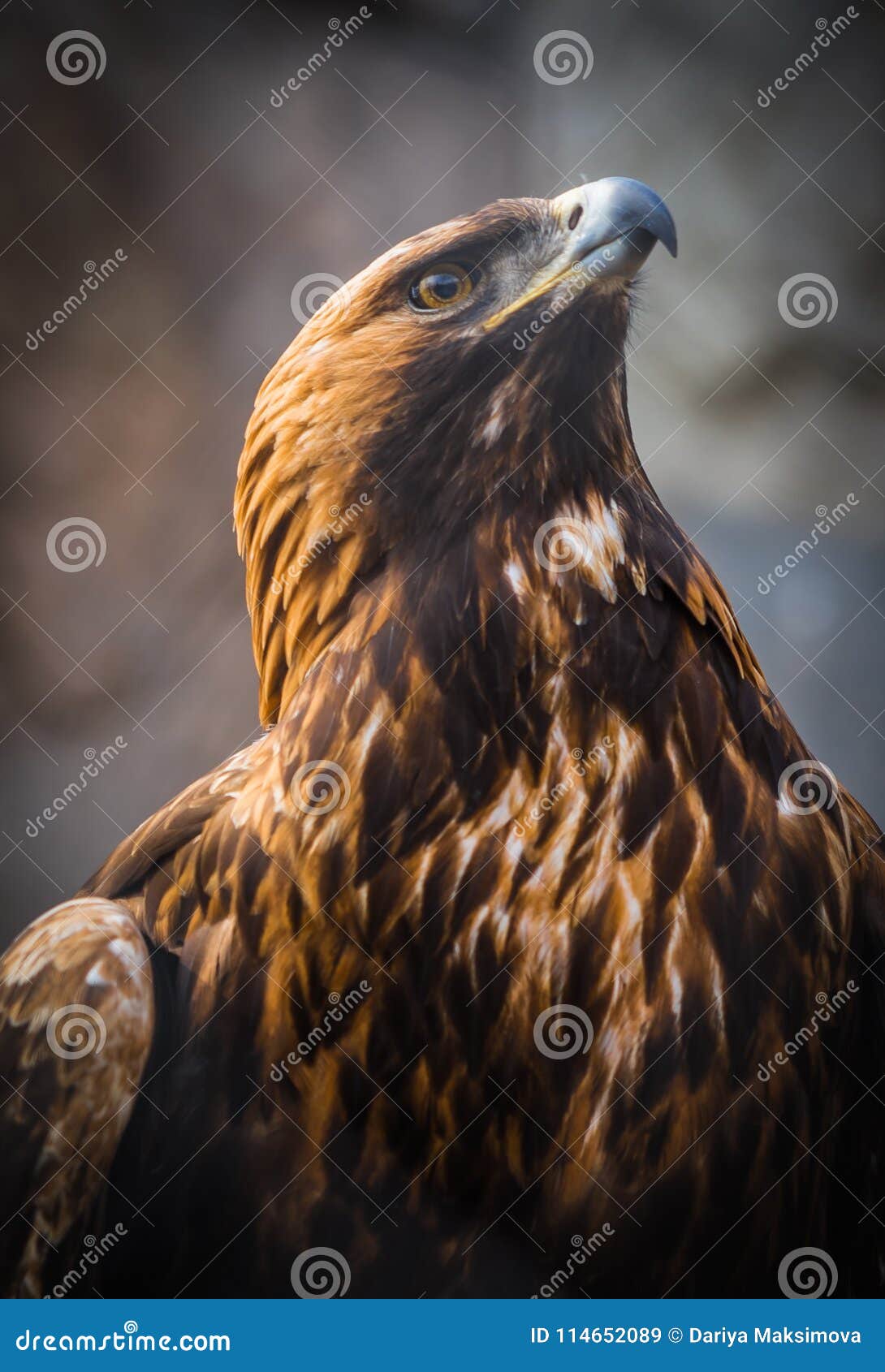 Image of Severe and Serious Golden Eagle with Red Feathers Stock Image ...