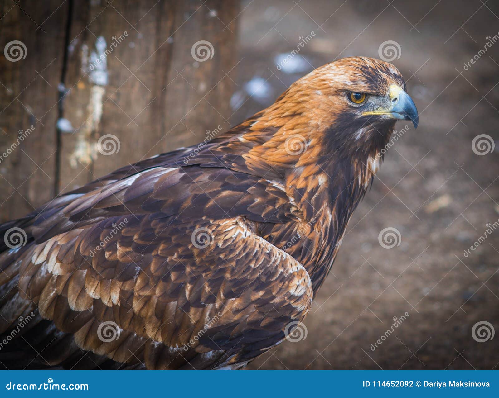 Image of Severe and Serious Golden Eagle with Red Feathers Stock Photo ...