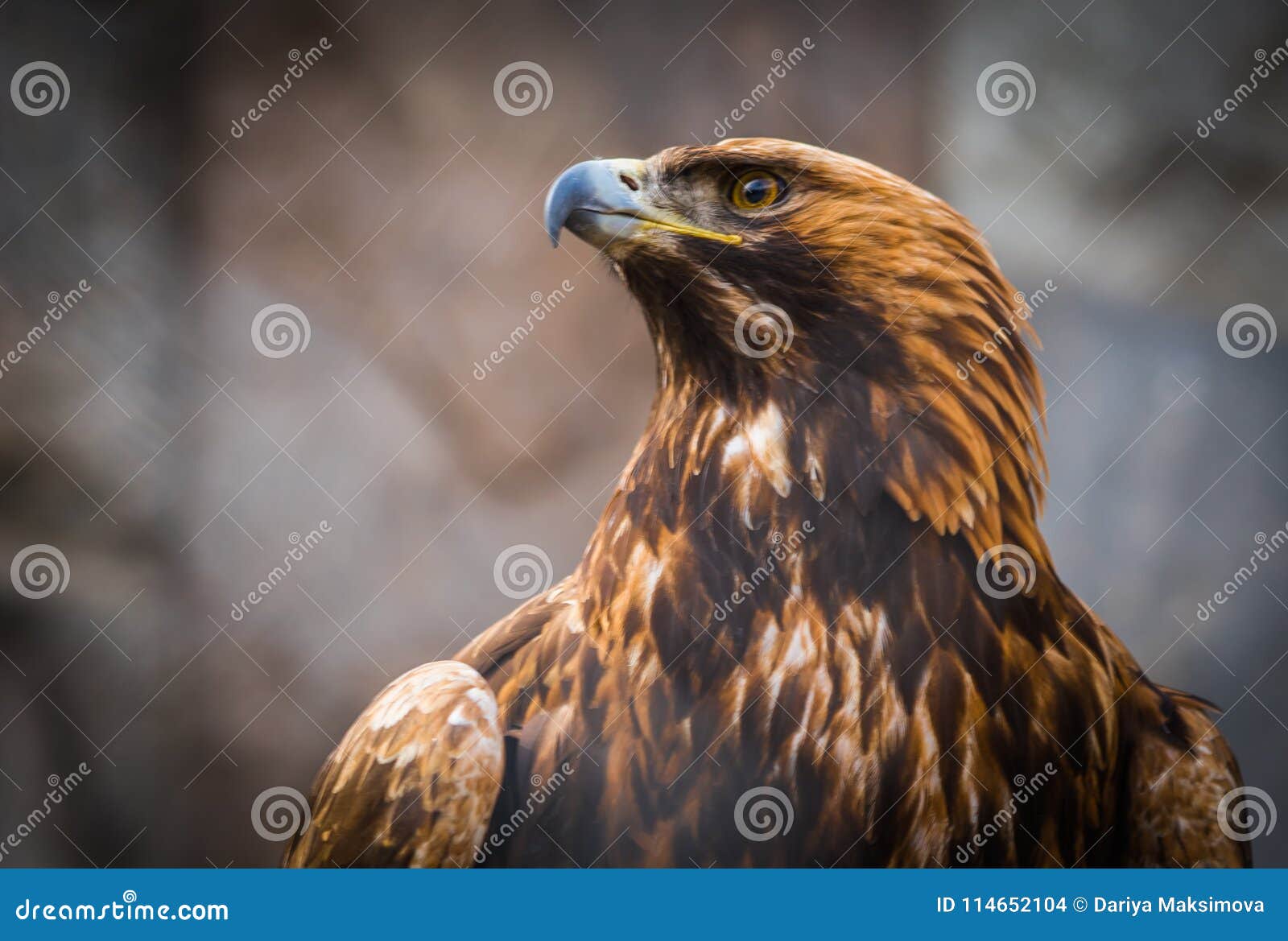 Image of Severe and Serious Golden Eagle with Red Feathers Stock Photo ...