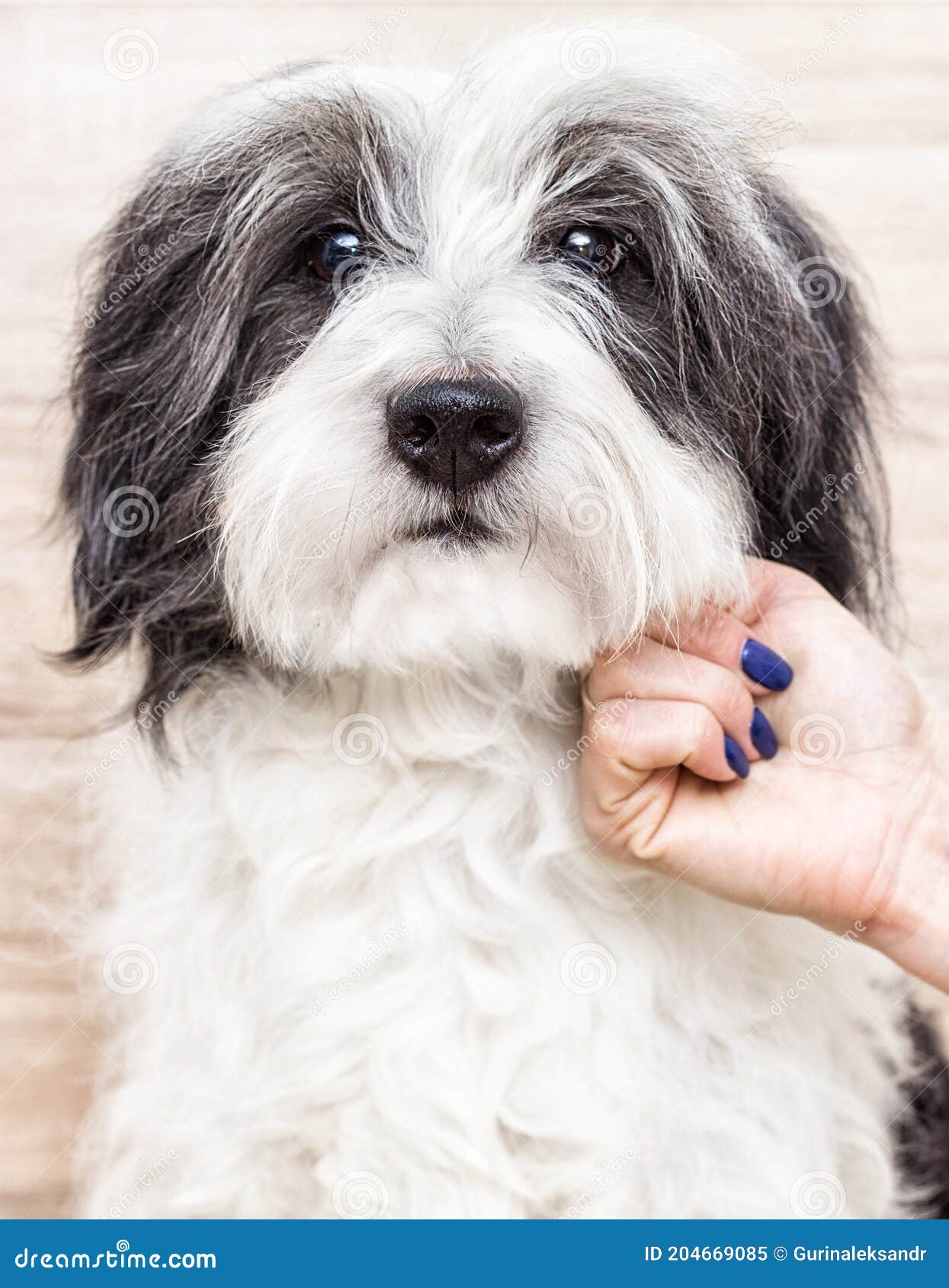 Portrait of a shaggy dog stock image. Image of small - 204669085