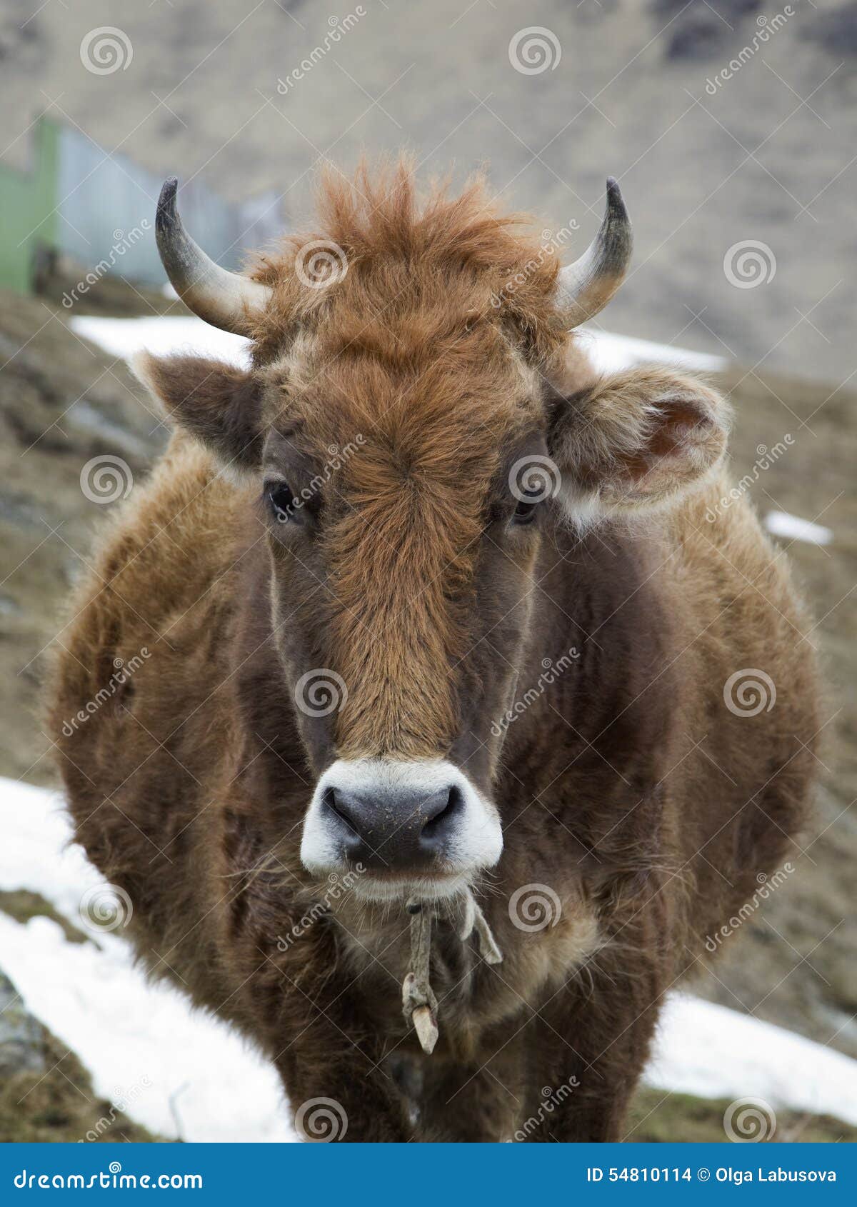 Portrait of a Shaggy Red Cow Stock Photo - Image of hairy, redhead ...